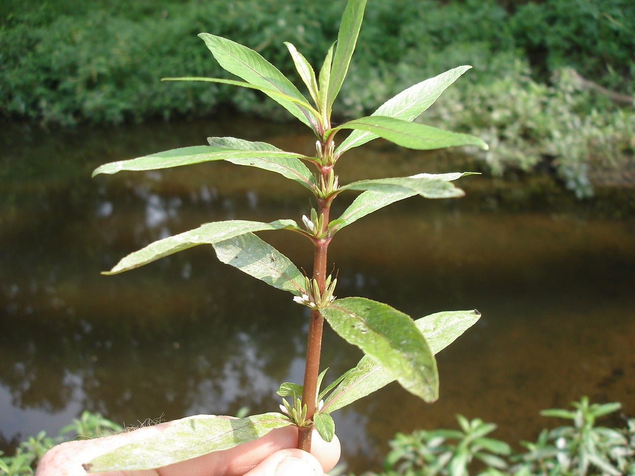 Emergent Aquatic Plants | Outdoor Alabama